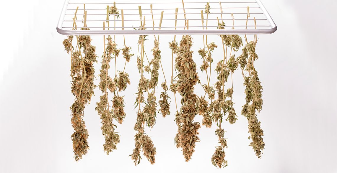 The Benefits of Racks for Cannabis Products for Drying | Harvest Supply Canada